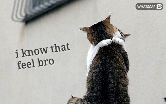 i know that feel bro | Whatscap